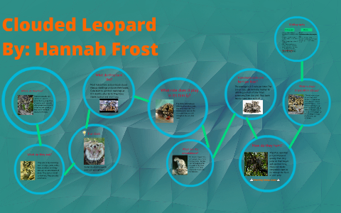 Clouded Leopard by Mike Filipowicz on Prezi