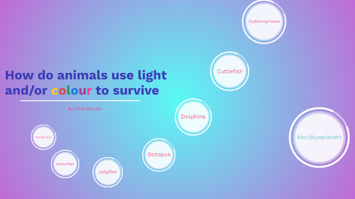 How do animals use light and/or colour to survive by Jitan Bhudia on Prezi