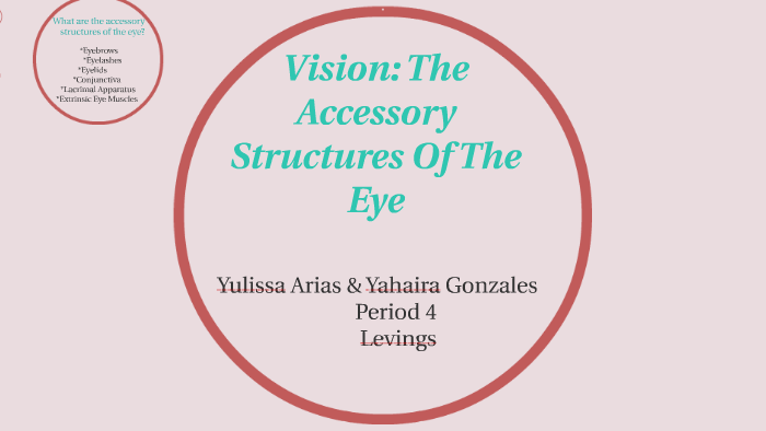 Vision: The Accessory Structures Of The Eye by Yulissa Arias on Prezi