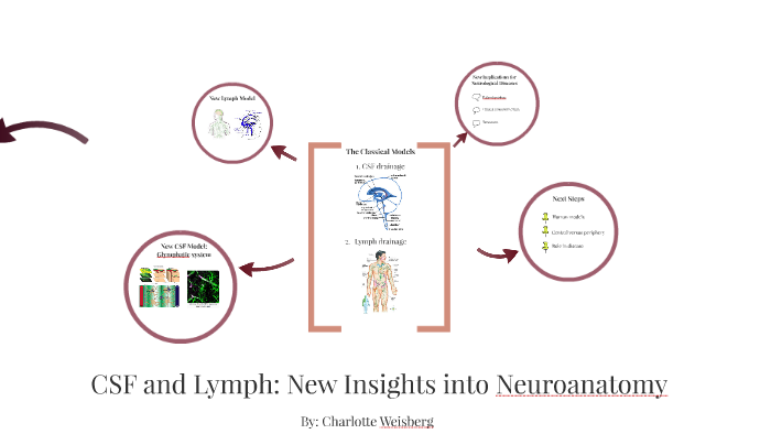 CSF and Lymph: New Insights into Neuroanatomy by Charlotte Weisberg on ...
