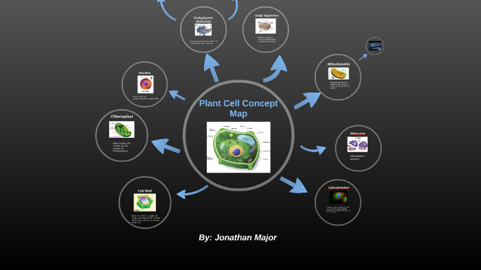 Plant Cell Concept Map by Jonathan Major on Prezi