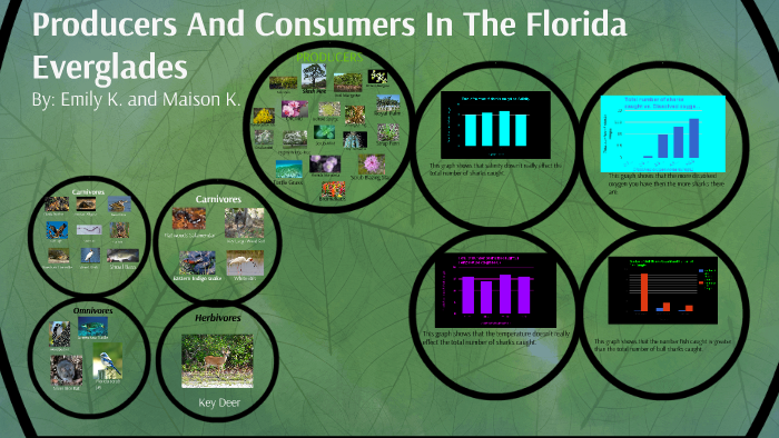 Producers and Consumers in the Florida Everglades by Emily Krzyzanowski ...