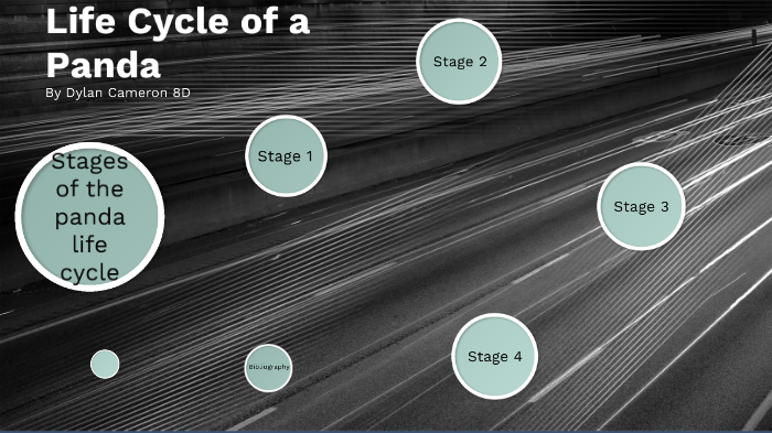 Life Cycle of a Panda by Dylan Cameron on Prezi