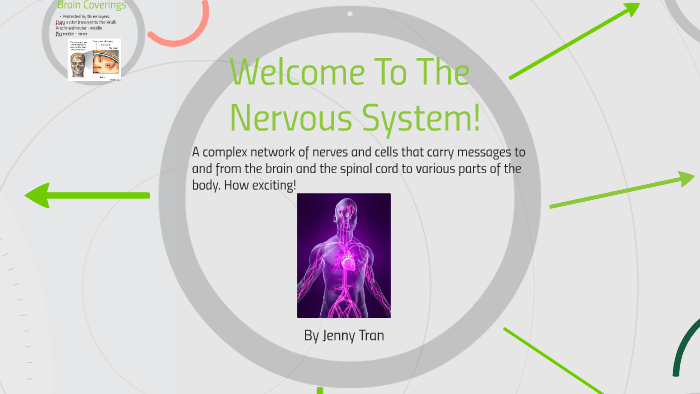 Mind Map Of The Nervous System by Jenny Tran on Prezi