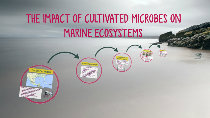 THE IMPACT OF CULTIVATED MICROBES ON MARINE ECOSYSTEMS by Julissa Hunte ...