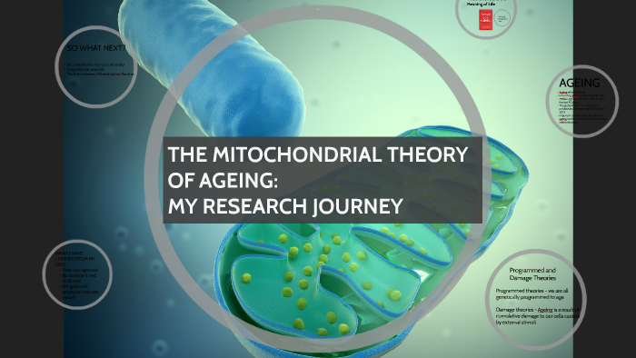 THE MITOCHONDRIAL THEORY OF AGEING: by Danielle Bernard-DeShong