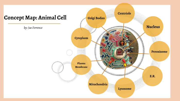 Animal Cell Concept Map by Jae Ferrence on Prezi