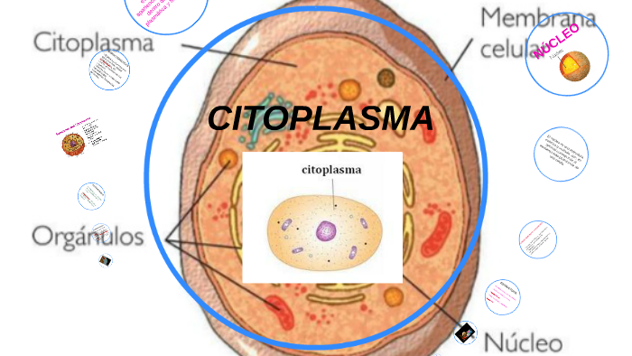 CITOPLASMA by Diana Laura Ramírez Espinoza on Prezi