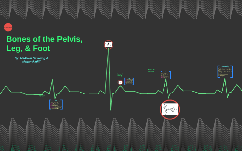 Bones of the Thorax, Pelvis, & Extremities by Madison DeYoung on Prezi
