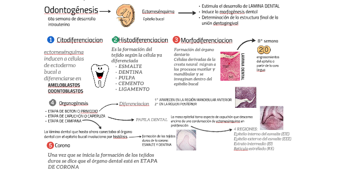Odontogénesis by Guillermo Guzman on Prezi
