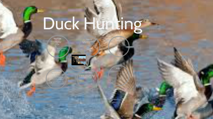 History of duck hunting by tate fol