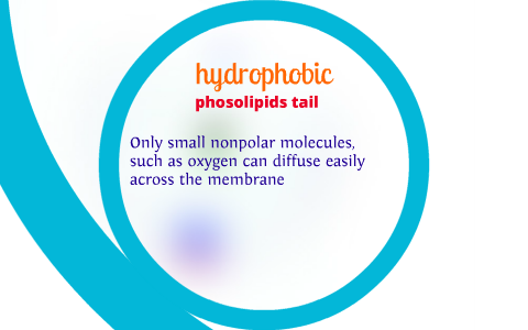 ficilatated diffusion by Carter Trahan on Prezi