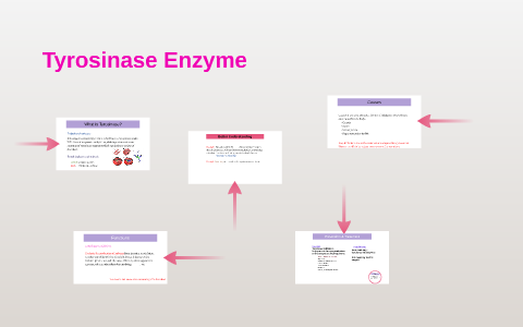 Tyrosinase Enzyme by lily herrmann on Prezi