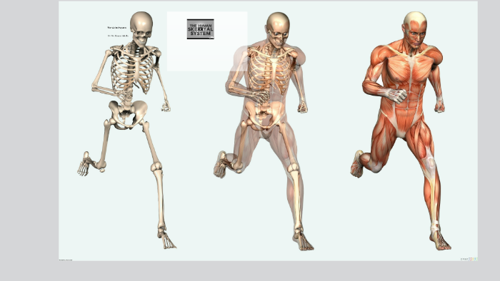 Human Body Systems by Hanan Abdalla on Prezi