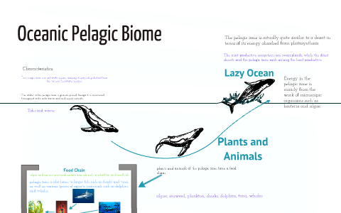 Oceanic Pelagic Biome by Carrie Chappell on Prezi