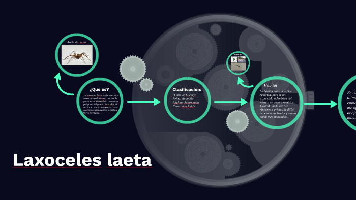 Laxoceles laeta by on Prezi