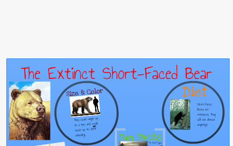 short faced bear by trinity hoang on Prezi