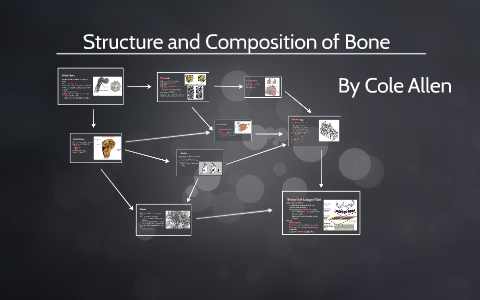 Structure and Composition of Bone by