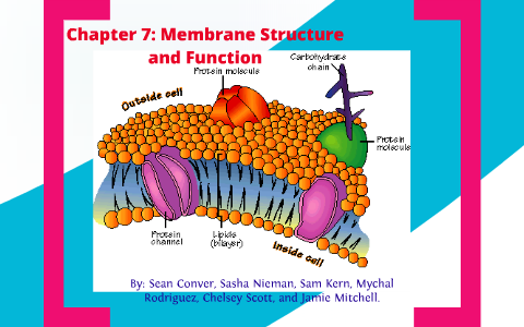 Chapter 7: Membrane Structure and Function by Jamie Mitchell on Prezi