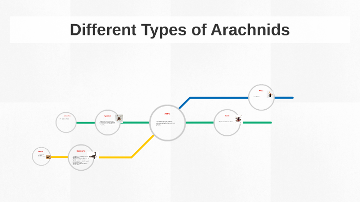 Different Types of Arachnids by Chan Im on Prezi