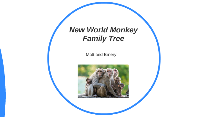 New World Monkey Family Tree by matt mcg on Prezi
