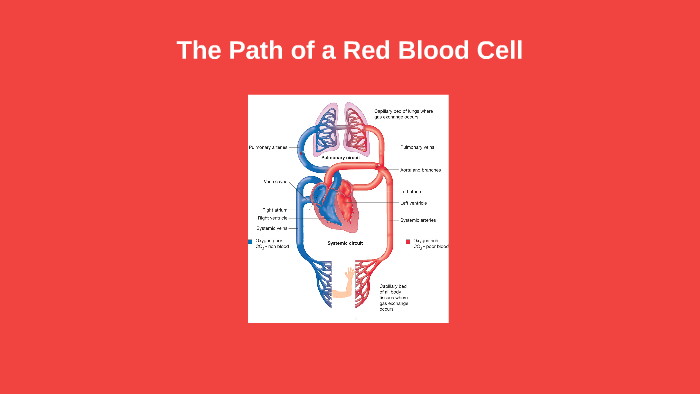 The Path of a Red Blood Cell by Anu Thomas on Prezi