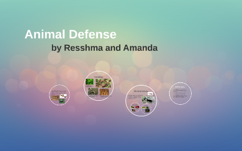 Animal Defense by Amanda Chok on Prezi