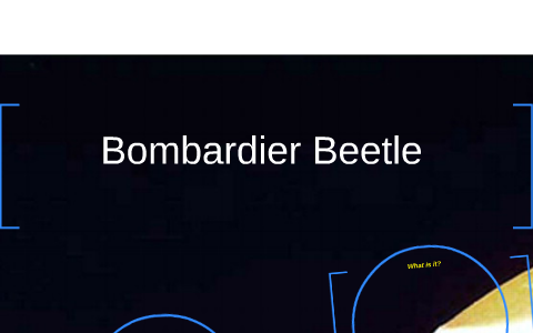 Bombardier Beetle by willi filbert on Prezi