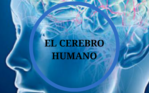 El Cerebro By Julio Alberto Castillo Ramirez On Prezi