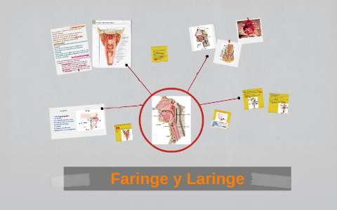 Faringe y Laringe by Daniela Giron on Prezi