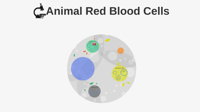 Animal Red Blood Cells by Megan Postma on Prezi