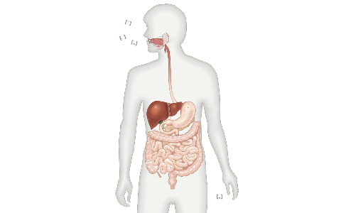 Dora's Digestive System Adventure by Simran Sandhu on Prezi