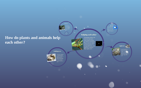 How do plants and animals help each other? by Mey-Lin Mau on Prezi