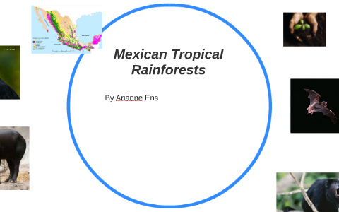 Mexican Tropical Rainforests by Arianne Ens on Prezi