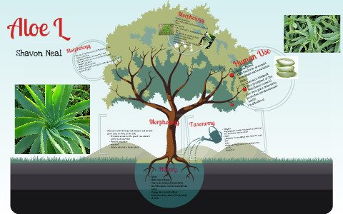 Botany by Shavon Neal on Prezi