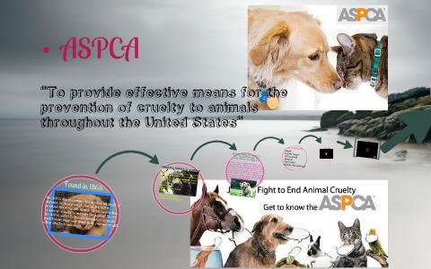 ASPCA animals by rachel watson on Prezi