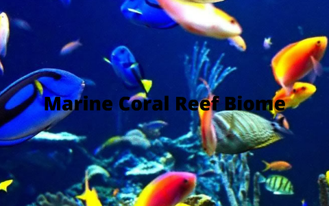 Marine Coral Reef Biome Presentation by Robert Henschel on Prezi