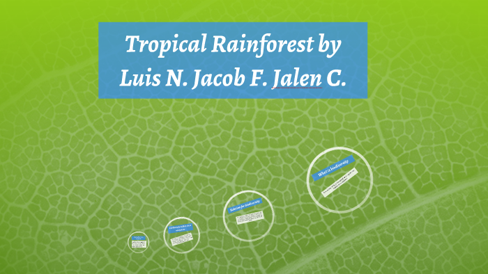 Tropical Rainforest by jacob freed
