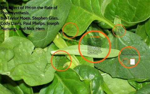 The effect of PH on the rate of photosynthesis by taylor moen on Prezi