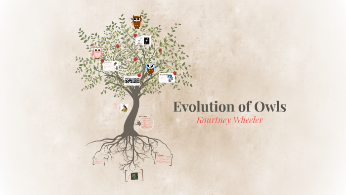 Evolution of Owls by kourtney wheeler on Prezi