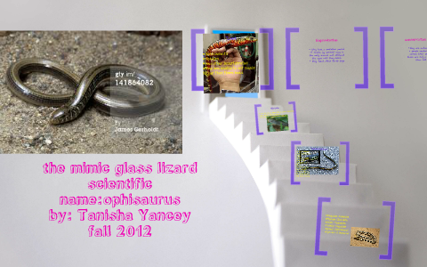 mimic glass lizard by tanisha yancey on Prezi
