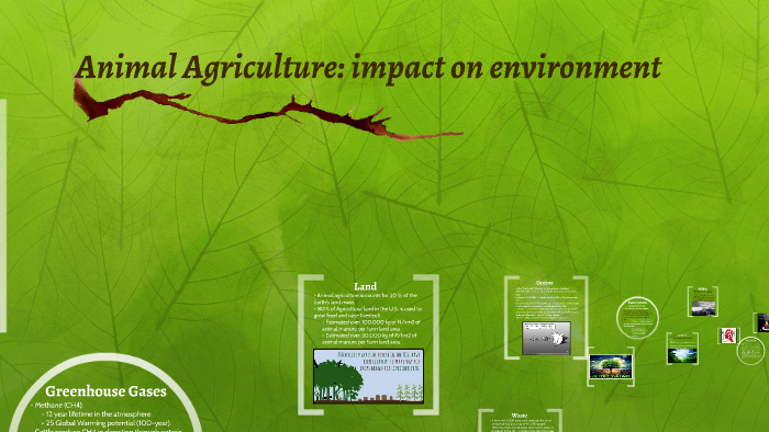 Animal Agriculture: impact on environment by Kaylee Ryan on Prezi