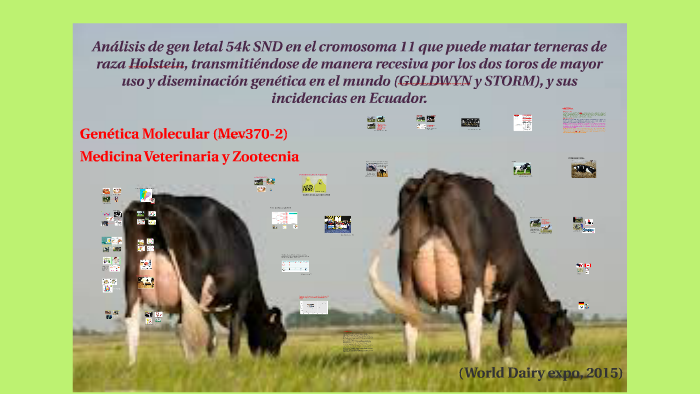 Análisis de gen letal 54k SND en el cromosoma 11 que puede m by Andrés ...