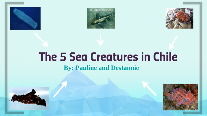 The 5 Sea Animals in Chile by pauline suarez on Prezi