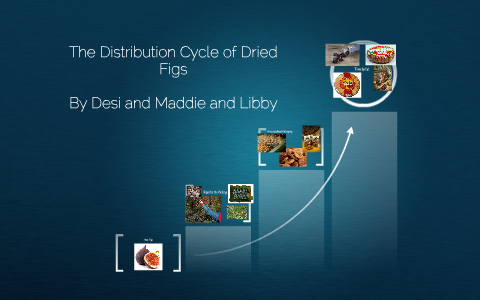 Dried Fig Distribution Cycle by Maddie Stapleton on Prezi