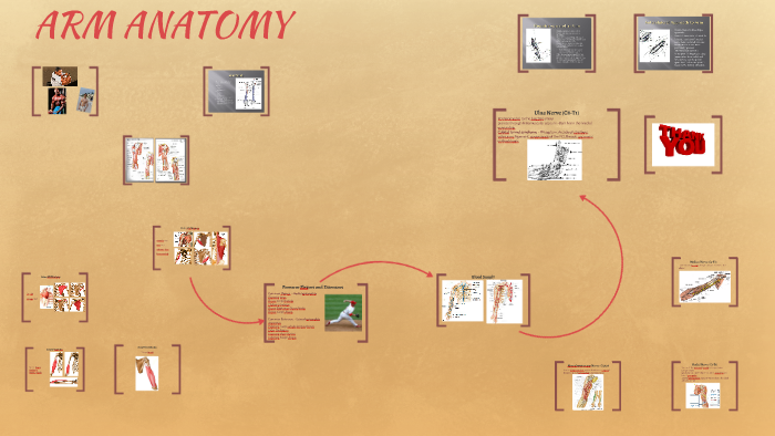 Arm Anatomy by izu ibe on Prezi