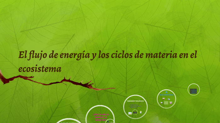 El flujo de energía y los ciclos de materia en el ecosistema by ...