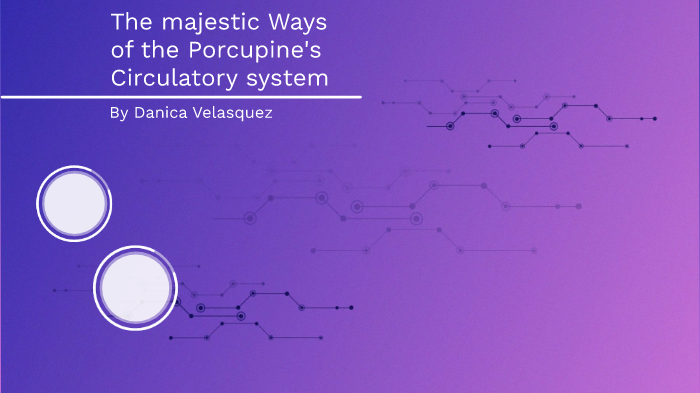 The Porcupine Circulatory System by Toby Rogers on Prezi
