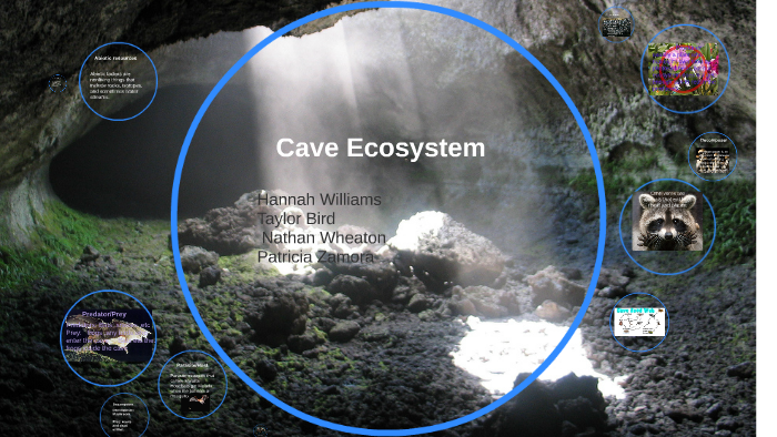 Cave Ecosystem by Hannah Williams on Prezi