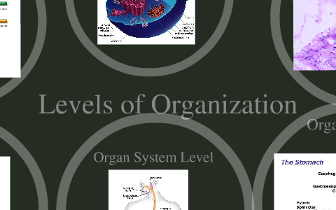 Levels of Body Organization by Reina Torres on Prezi